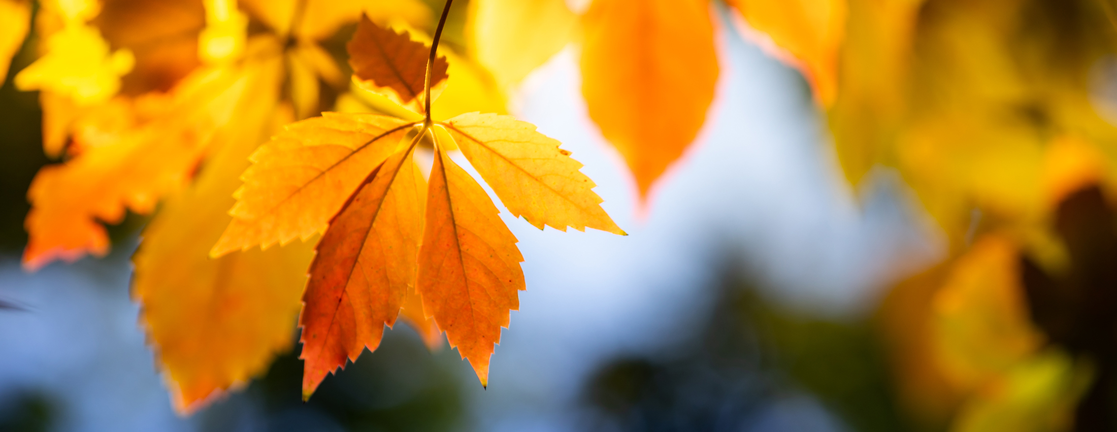 CDC Prediabetes Risk Assessment - Wellness Initiative – Syracuse University