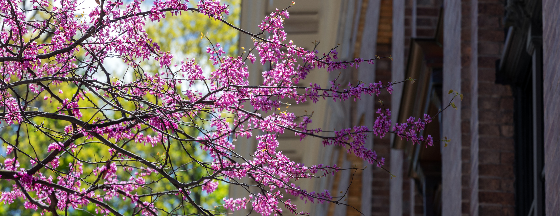 CDC Prediabetes Risk Assessment - Wellness Initiative – Syracuse University